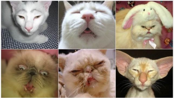 Beberapa kucing di Internet yang berwajah "unik" | Berita Jepang ...