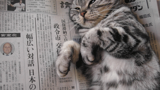 Nyan Nyan Nyan Day, Hari Kucing Nasional di Jepang | Berita Jepang ...