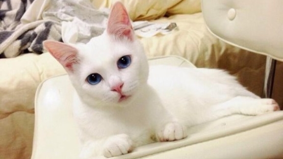 Jangan Tertipu Dengan Kecantikan Kucing Ini, Karena Sebenarnya Dia ...