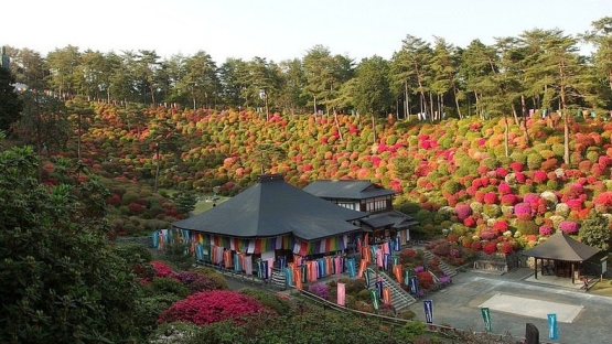Indahnya Azalea, semarak semak penuh warna mengelilingi sebuah kuil tua ...
