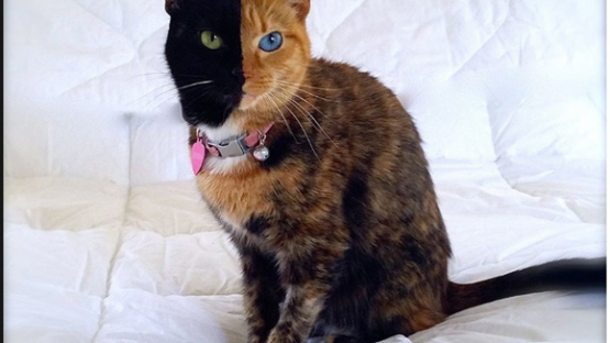 Inilah kucing paling eksotis dari Jepang yang pernah Anda lihat ...