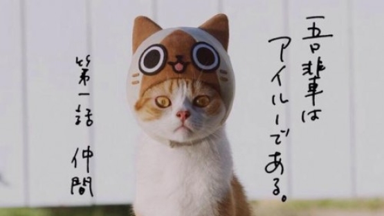 Capcom 'Mempekerjakan' Kucing-Kucing Sebagai Bintang Iklan 'Monster ...