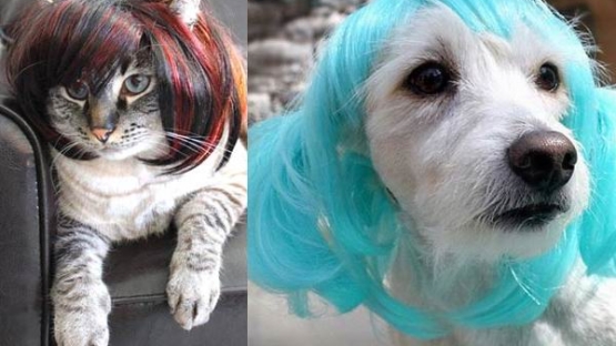 Kawaii! Perusahaan Jepang memproduksi wig & kostum untuk kucing ...
