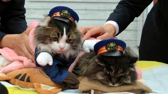 Stasiun kereta di Fukushima 'dikuasai' oleh kucing penjaga stasiun yang ...
