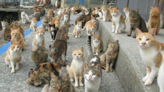 Pulau kucing di Jepang kekurangan makanan, bantuan pun (banyak ...