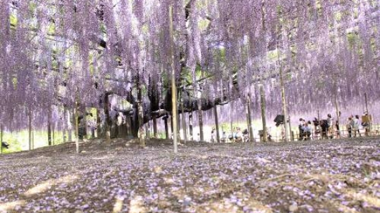 5 Festival Bunga Musim Semi yang Ada di Sekitar Tokyo | Berita Jepang ...