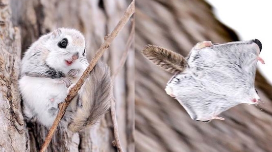 Ezo Momonga, Tupai Terbang Super Imut dari Jepang | Berita Jepang ...