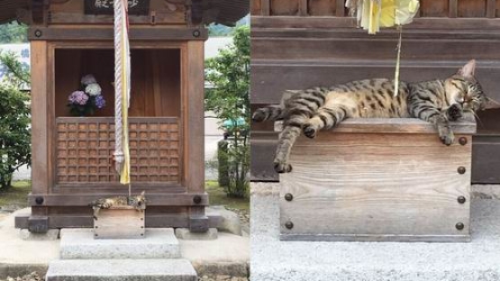 Kawaii! Kucing Jepang Tertidur Mirip Seperti Persembahan di Kuil ...