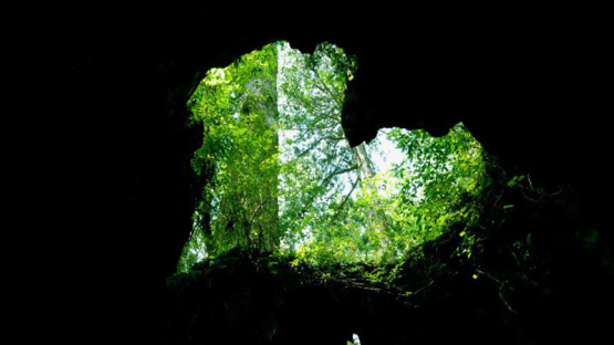 Wilson's Stump, Tunggul Berbentuk Hati di Yakushima | Berita Jepang ...