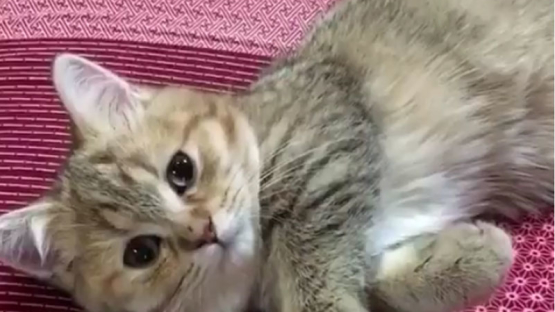 Wah Lucunya! Kucing Jepang Ini Bisa Bermain Janken! | Berita Jepang ...