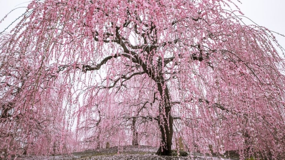 Dua Fotografer Abadikan Keindahan Mekarnya Bunga Plum di Jepang ...