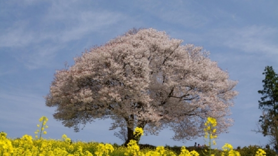 Yamazakura, Pohon Bunga Sakura Yang Tumbuh Indah Di Alam Liar | Berita Jepang Japanesestation.com