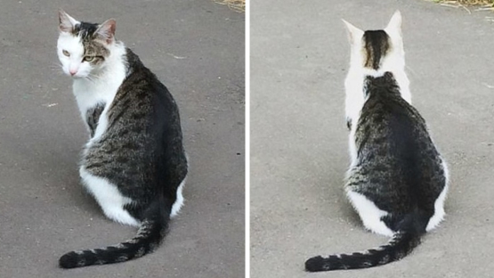 Kucing Jepang Ini Jadi Viral di Dunia Maya Karena Corak Bulunya Yang ...