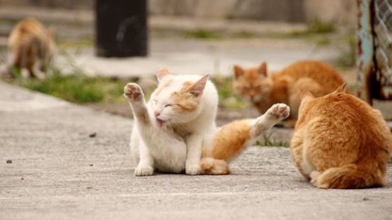 Pulau Surga Kucing terkenal di Jepang Berencana Lakukan KB Pada Kucing ...