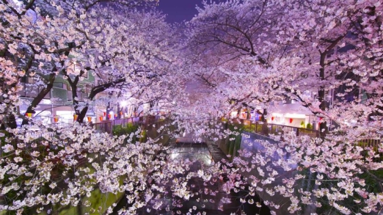 Udara Semakin Hangat, Musim Bunga Sakura Telah Dimulai di Tokyo ...