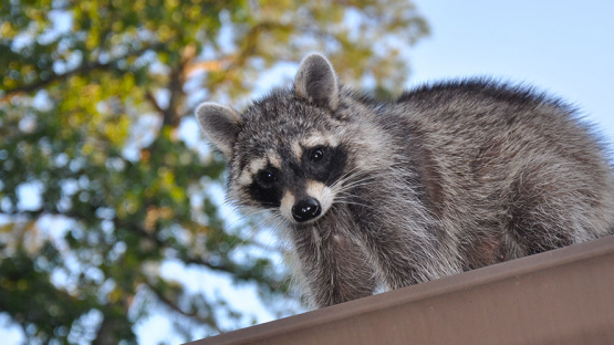 Gagal Jadi Hewan Peliharaan, Rakun Liar Tersebar di 44 Perfektur di ...