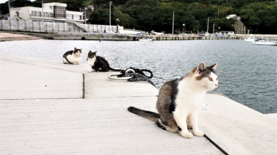 Pulau Kucing Tashirojima, Cat Lovers Sanctuary! | Berita Jepang ...