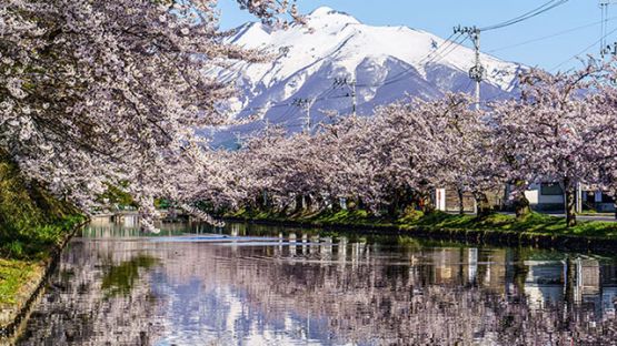 8 Foto Bunga Sakura yang Menakjubkan Ini Bikin Banyak Orang Berdecak ...