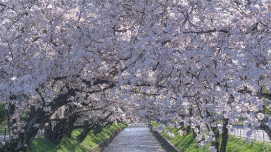 Ingin Melihat Bunga Sakura di Jepang Lebih Awal? Kunjungi Kota Ini ...