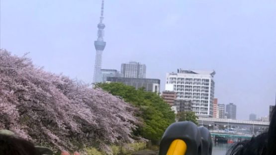 Cara Melihat Bunga Sakura Anti Mainstream Di Tokyo | Berita Jepang ...
