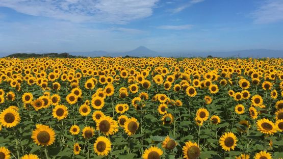 Berkunjung melihat 100,000 Bunga Matahari Gratis di Musim Panas ini ...