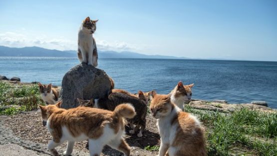 Miaw, 10 Pulau Kucing di Jepang yang Cocok Jadi Tempat Wisata | Berita ...