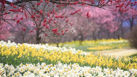 Bihoku Hillside Park: Taman dengan Hamparan Bunga di Setiap Musim ...