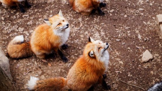 Rekreasi Melihat Rubah di Zao Fox Village Miyagi | Berita Jepang ...