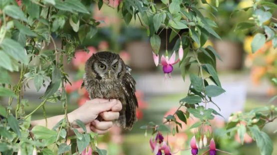 Pesona Bunga Hortensia dan Burung Hantu di Fuji Kachoen Garden Park ...