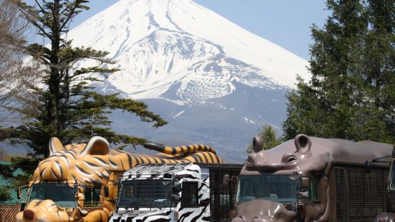 Bertamasya Fuji Safari Park, Taman Safari Terbesar di Jepang | Berita ...