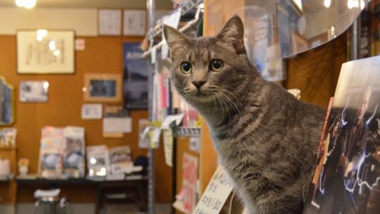 Suku-chan Jadi Maskot Kucing Baru Untuk Bioskop Tertua di Hokkaido ...