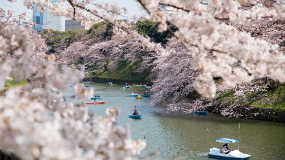 5 Festival Bunga Sakura di Tokyo Akhir Maret Ini | Berita Jepang ...