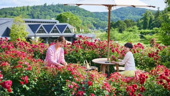 5 Taman Bunga Mawar Terbaik di Jepang yang Bisa Dikunjungi Tahun Ini ...