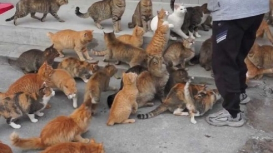 Meong! 5 Pulau di Jepang Ini 'Dikepung' Kucing | Berita Jepang ...