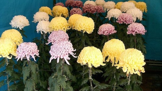 Makna dan Simbolisme yang Diwakili Bunga Krisan | Berita Jepang ...