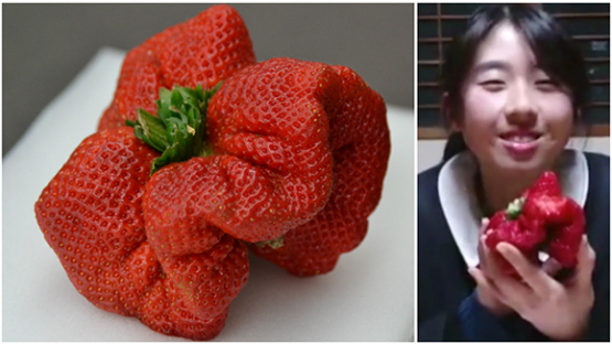 Wow! Strawberry raksasa dari Jepang memecahkan rekor selama 32 tahun ...