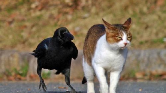 Gambar Kucing Yang Paling Diretweet di Jepang | Berita Jepang ...