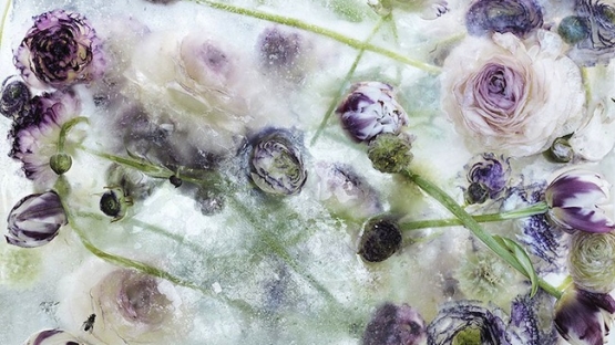 Fotografer Jepang memotret bunga beku dalam es untuk membuat foto ...