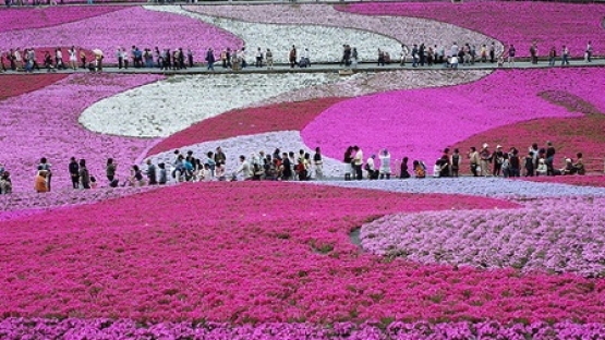Cantiknya Hamparan Ladang Bunga Pink di Jepang Ini | Berita Jepang ...